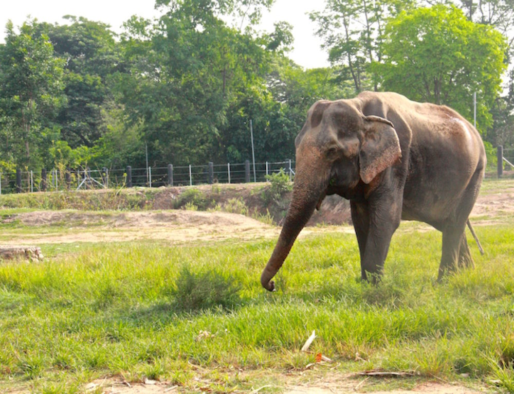 New photos of Boon Chuey - Thai Elephant Refuge