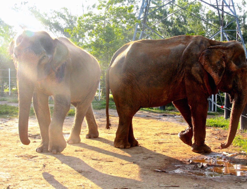 New photos of Boon Chuey - Thai Elephant Refuge