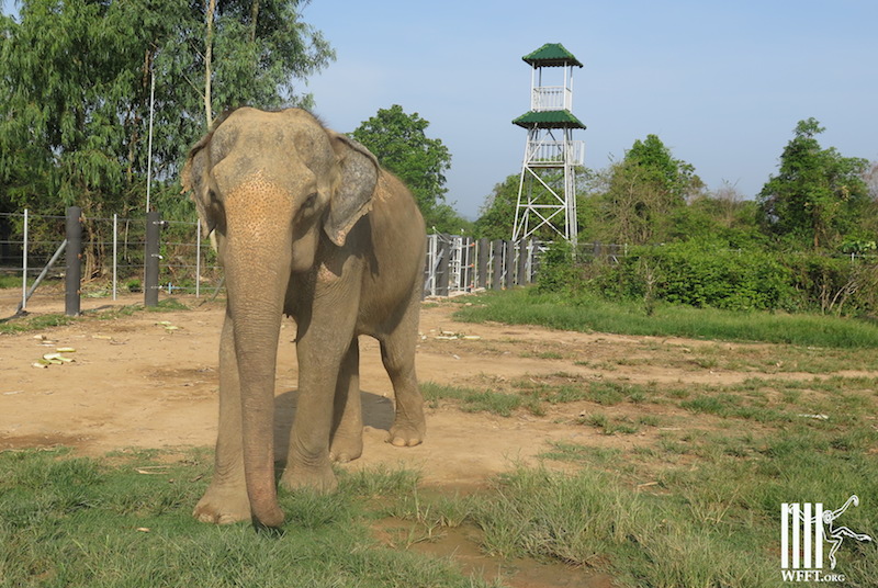 Elephant Sample 002 - Thai Elephant Refuge