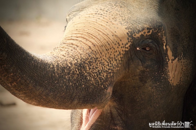 Happy 15th Birthday to the Wildlife Friends Foundation Thailand from ...