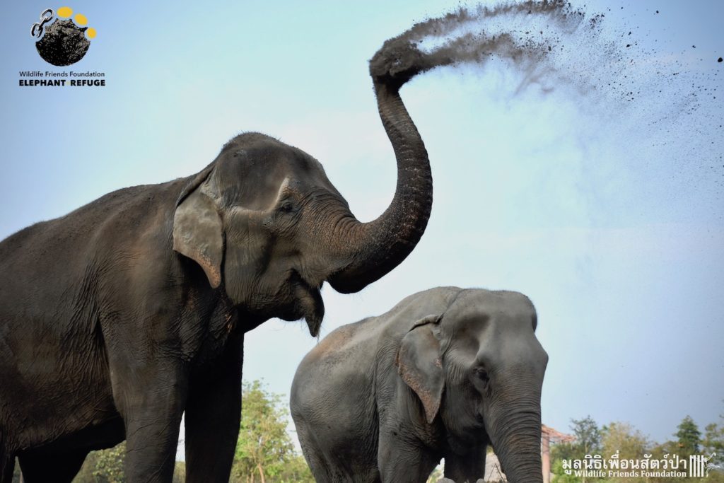 Dao Rueng and Boon Chuey - Thai Elephant Refuge