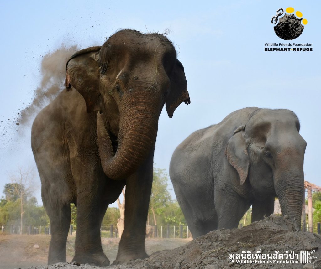 Dao Rueng and Boon Chuey - Thai Elephant Refuge
