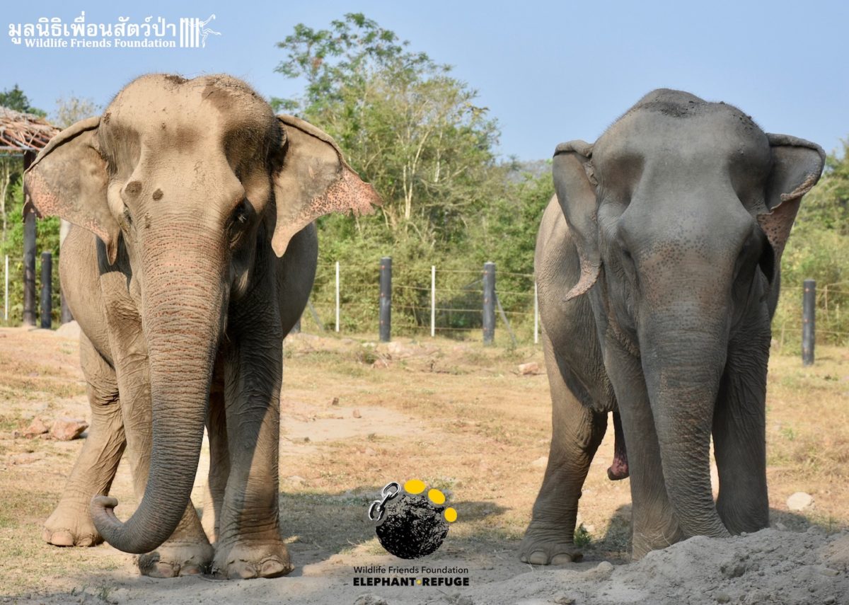 Dao Rueng and Boon Chuey - Thai Elephant Refuge