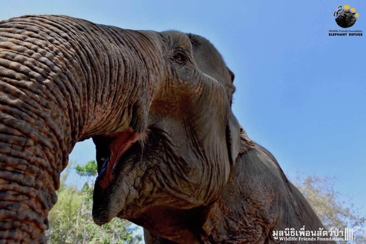 The Perfectly Precious Pai Lin - Thai Elephant Refuge