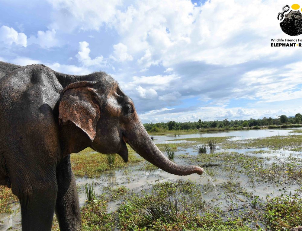 BREAKING NEWS: ELEPHANT RESCUE! MEE CHAI ARRIVES AT WFFT - Thai ...