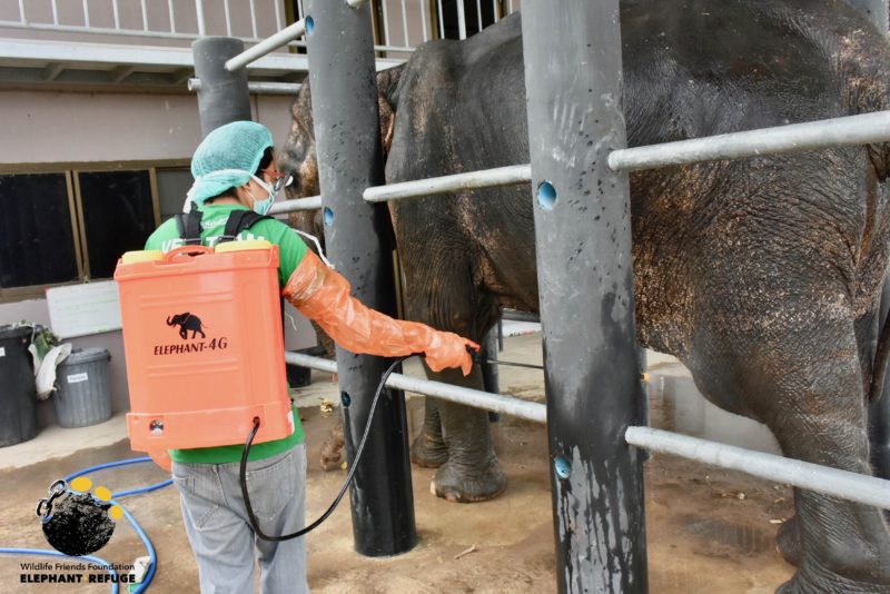 We are treating Jum Nong for Haematomyzus elephantis, or Elephant Louse ...