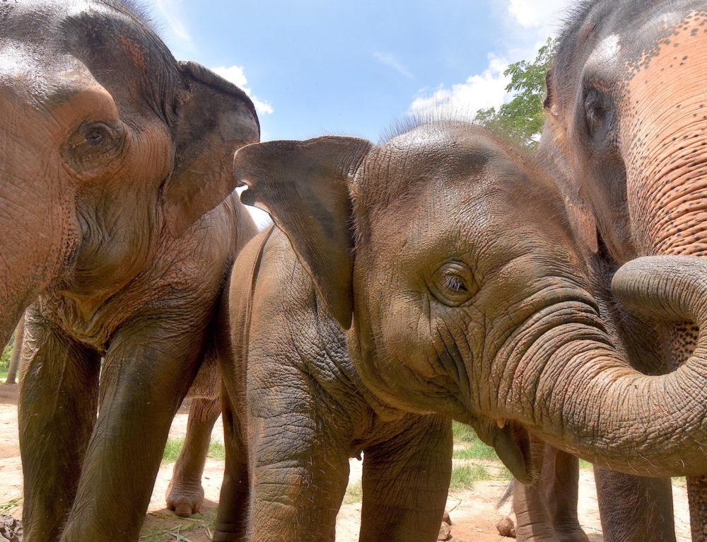 Secret Pailin's Camouflage skills! - Thai Elephant Refuge