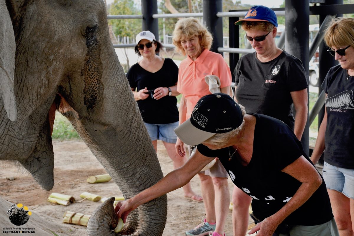 Joan & Co Are Back Again! - Thai Elephant Refuge