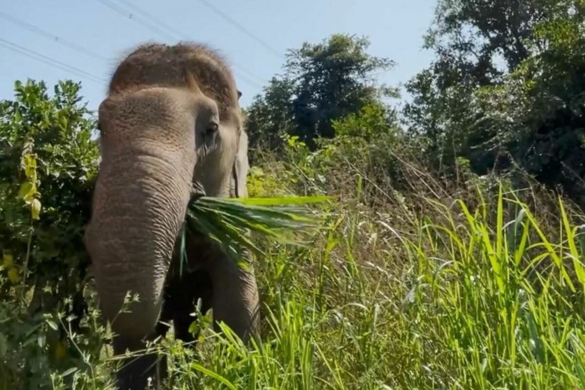 Boon Ma munching on grass - Thai Elephant Refuge