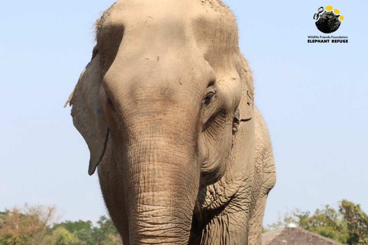 New photos of Boon Chuey - Thai Elephant Refuge