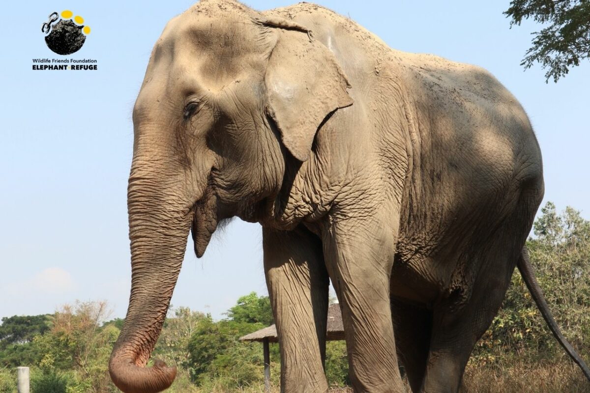 New photos of Boon Chuey - Thai Elephant Refuge