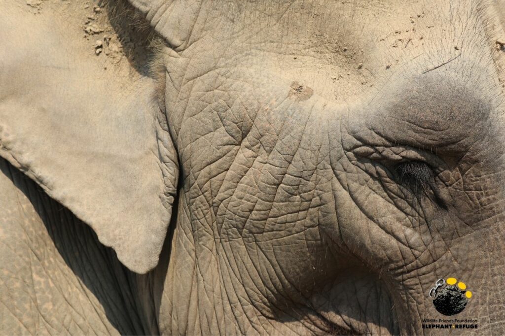 New photos of Boon Chuey - Thai Elephant Refuge